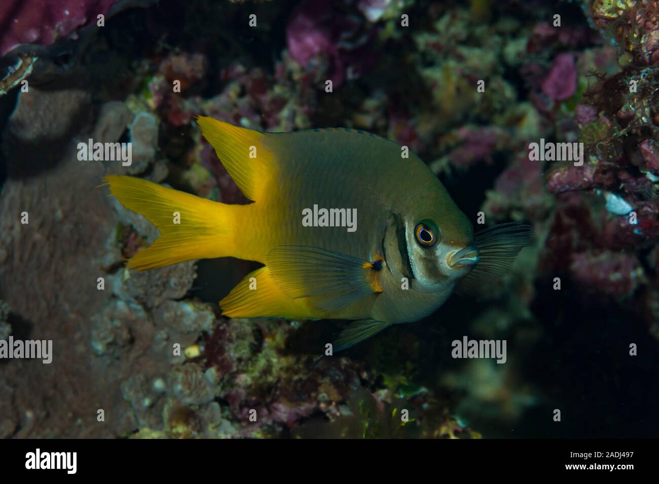 Yellowtail Damsel Neoglyphidodon nigroris Stock Photo - Alamy