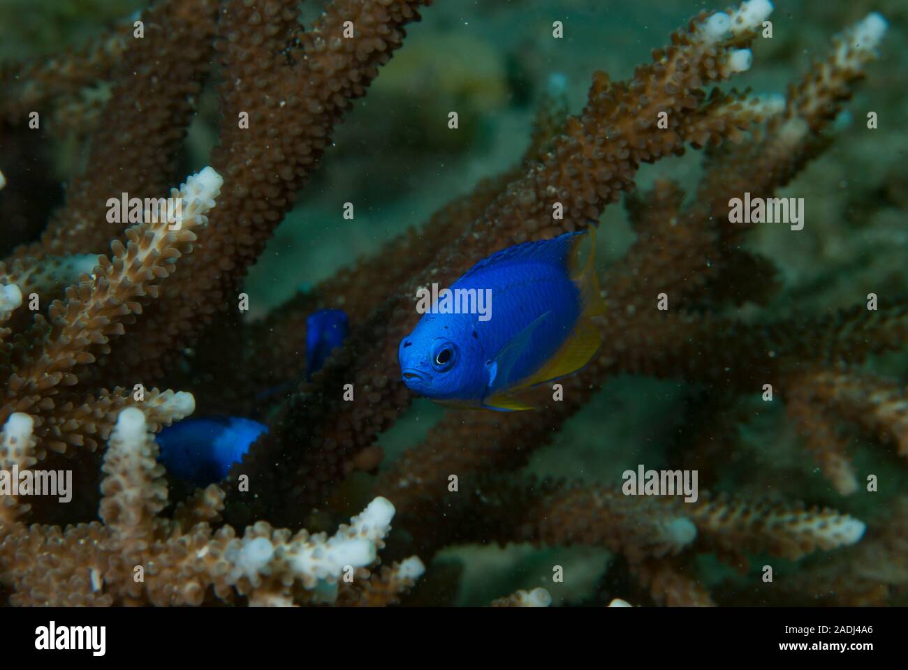 Common Blue Damsel Pomacentrus coelestis Stock Photo - Alamy
