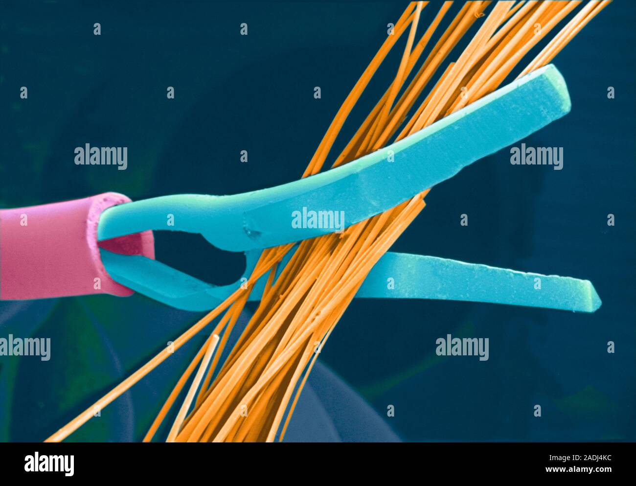 Endoscope scissors. Coloured scanning electron micrograph (SEM) of a ...