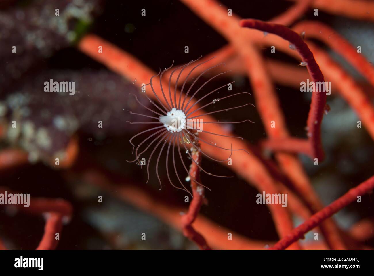 Hydrozoan coral hi-res stock photography and images - Alamy