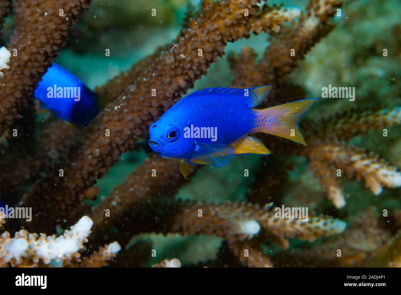 Common Blue Damsel Pomacentrus coelestis Stock Photo - Alamy