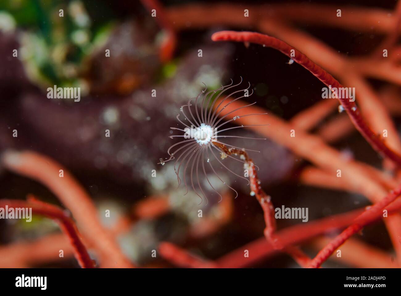 Hydrozoan coral hi-res stock photography and images - Alamy