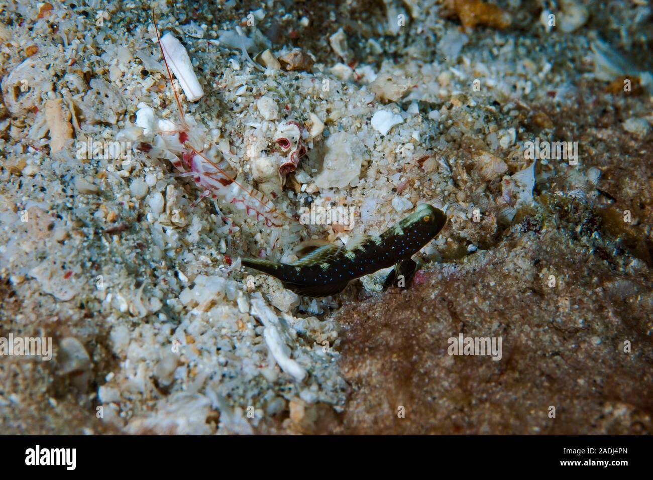 Blue-Spotted Black Shrimp-Goby Cryptocentrus sp Stock Photo - Alamy