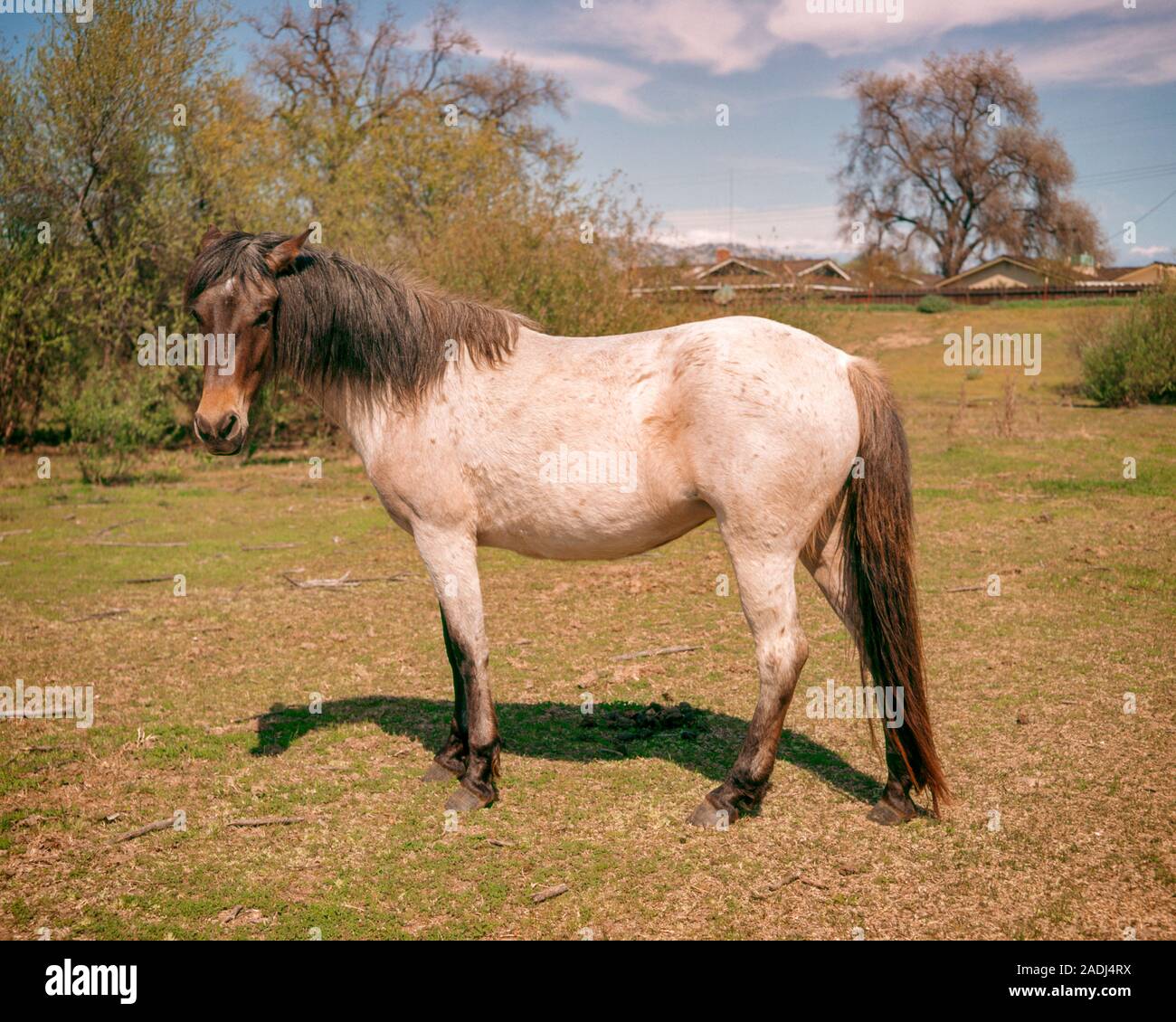 Horse bard hi-res stock photography and images - Alamy