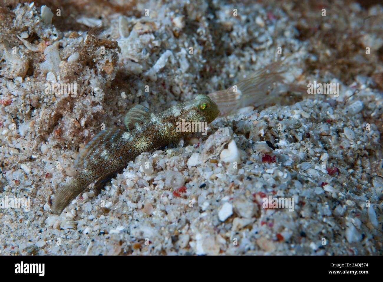 Cryptocentrus hi-res stock photography and images - Alamy