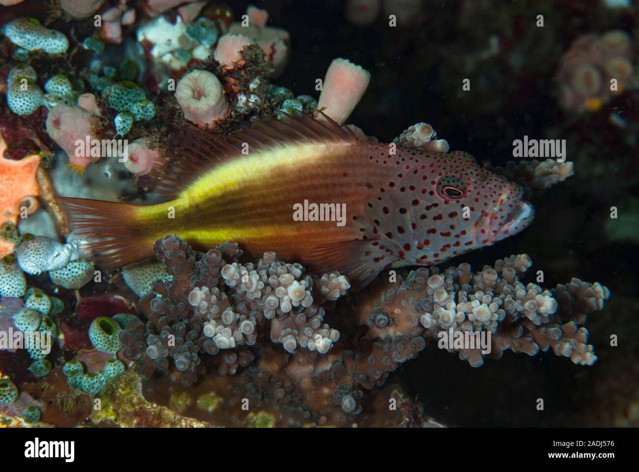 Freckled Hawkfish Parracirrhites forsteri Stock Photo - Alamy