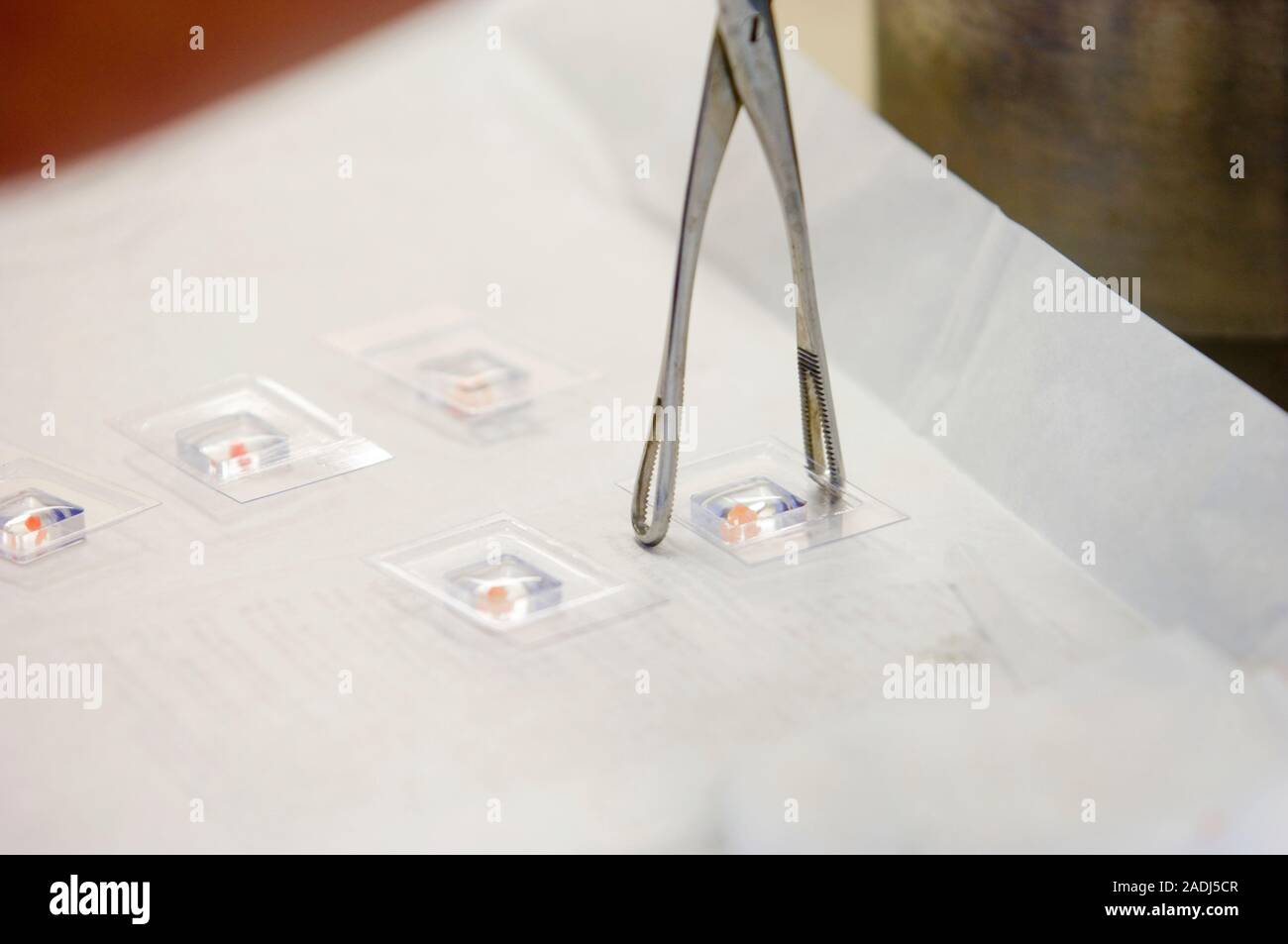 Biopsy tissue storage. Tissue samples (biopsies, pink) inside sample ...