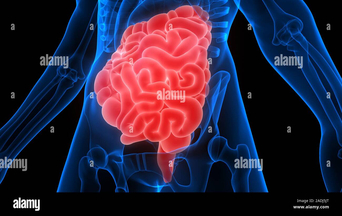 Large and Small Intestine a Part of Human Digestive System Anatomy X ...