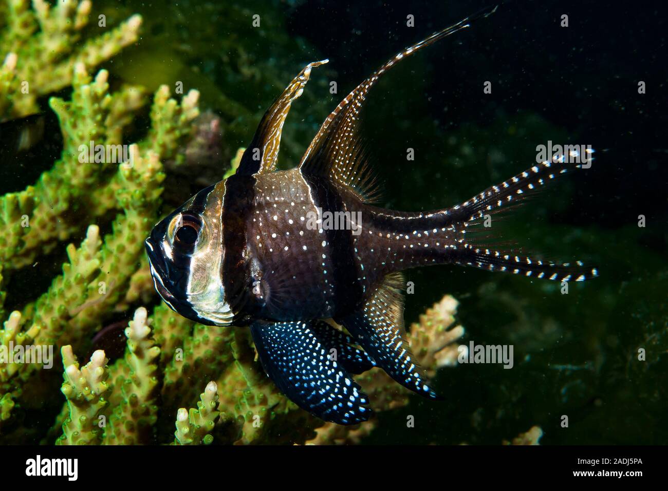 Banggai cardinalfish tank hi-res stock photography and images - Alamy