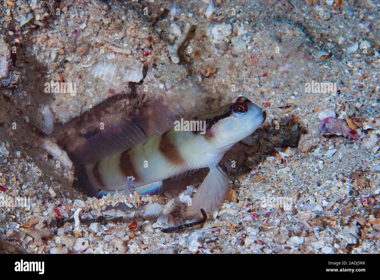 Masked goby hi-res stock photography and images - Alamy