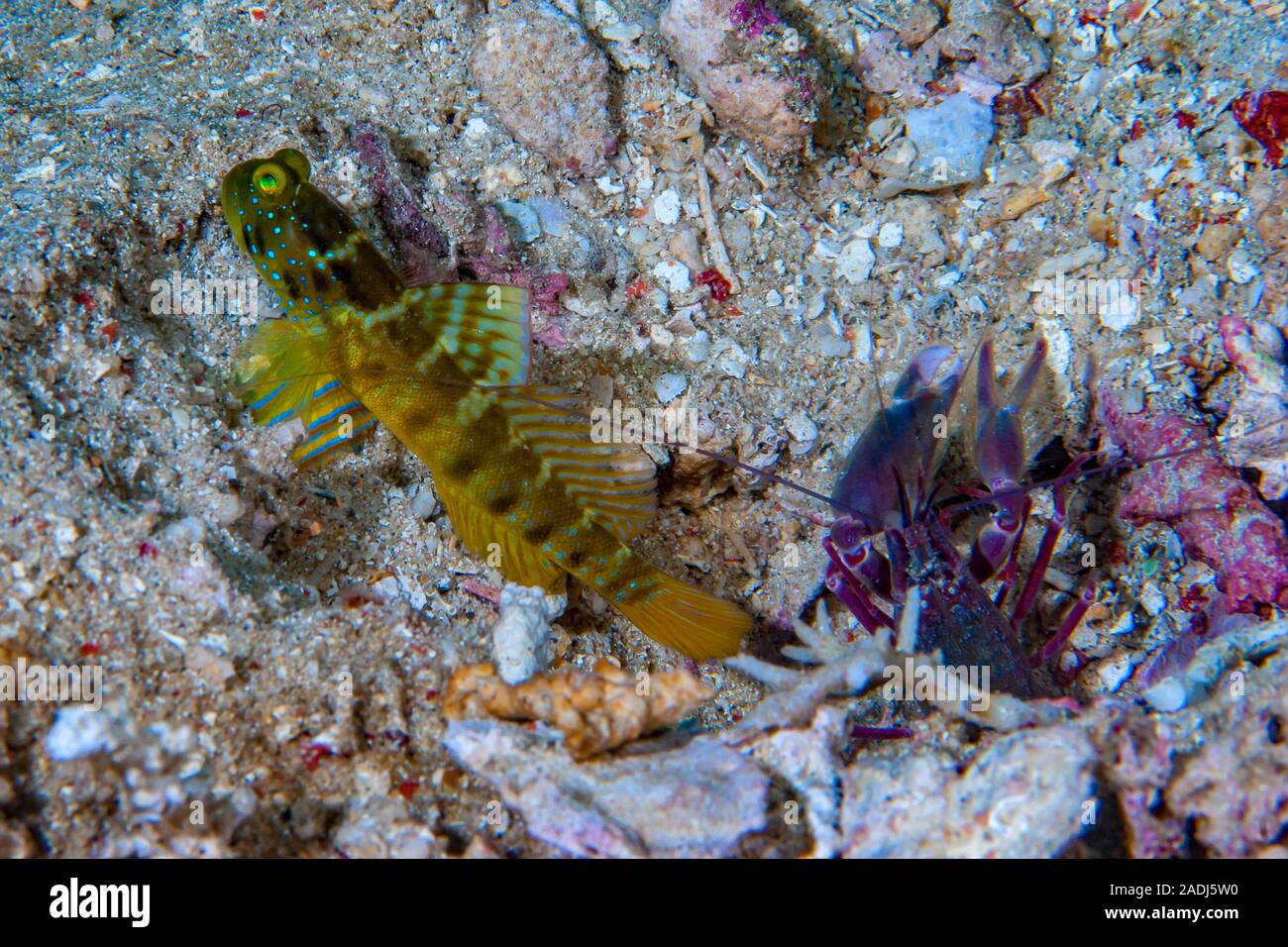 Ventral Barred Shrimp Goby Cryptocentrus sp 1 Stock Photo - Alamy