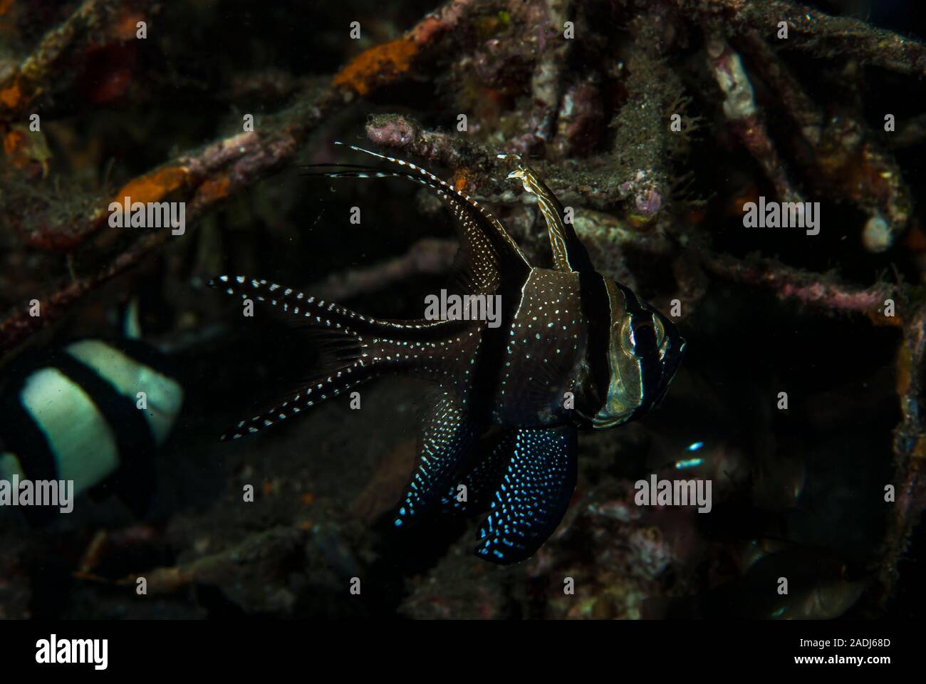 Banggai cardinalfish tank hi-res stock photography and images - Alamy