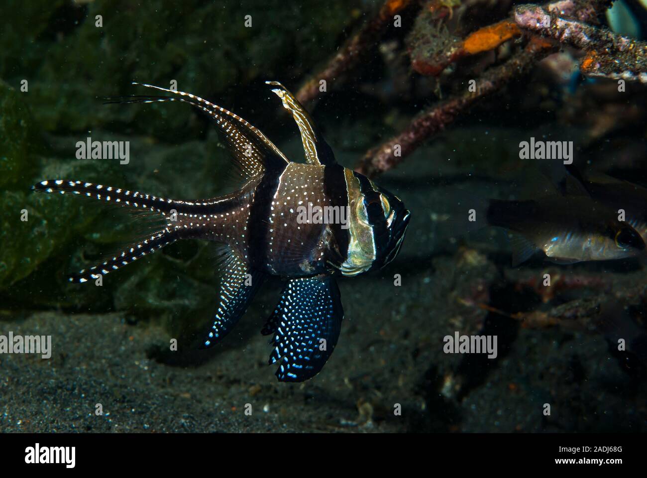 Banggai Cardinalfish Pterapogon kauderni Stock Photo - Alamy