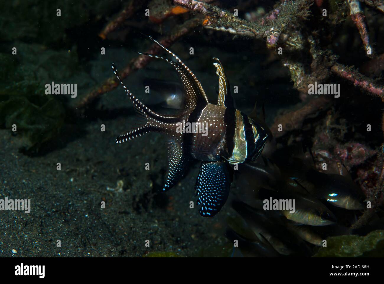 Banggai Cardinalfish Pterapogon kauderni Stock Photo - Alamy