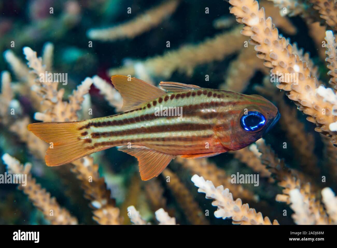 Blue-eye Cardinalfish Ostorhinchus compressus Stock Photo - Alamy