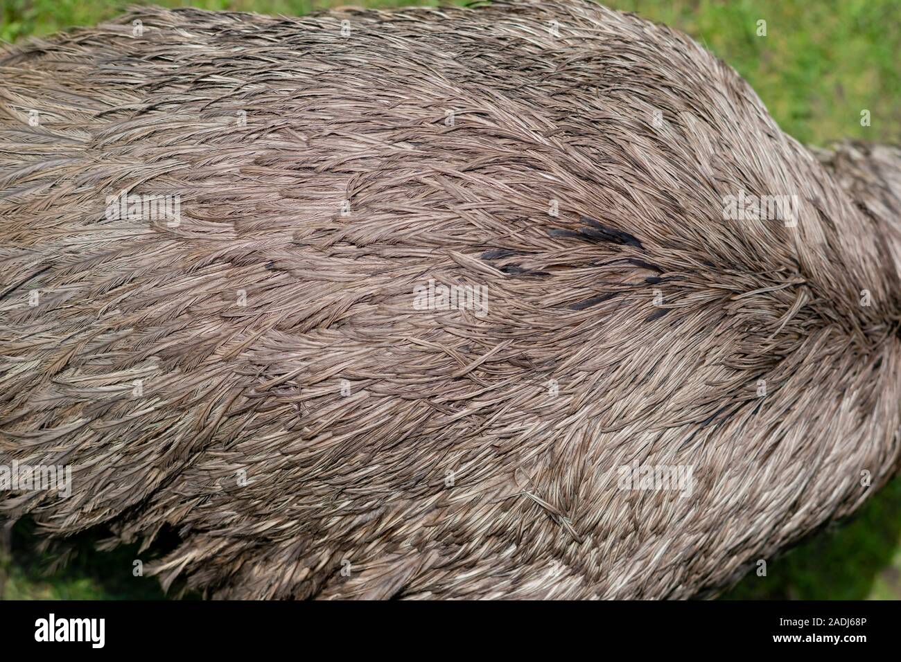Its back feathers hi-res stock photography and images - Alamy
