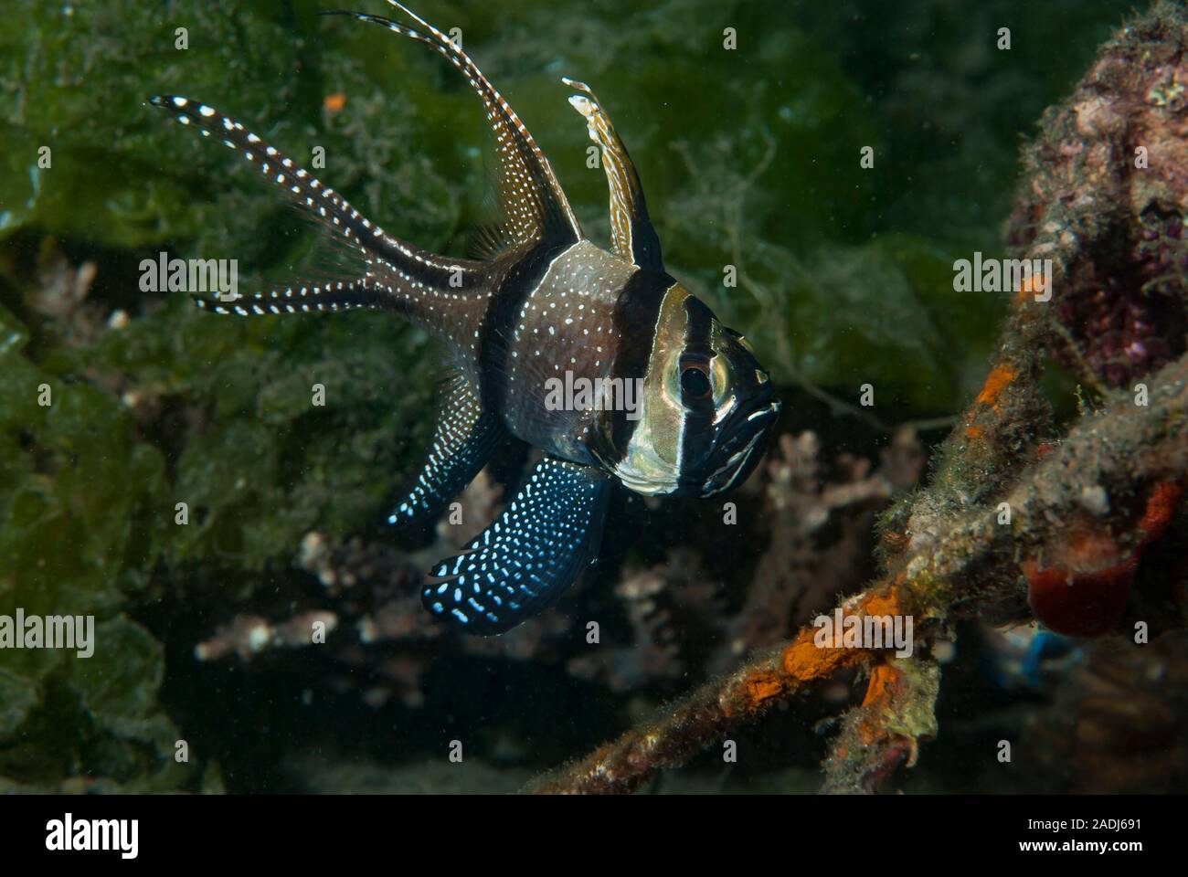 Banggai cardinalfish tank hi-res stock photography and images - Alamy