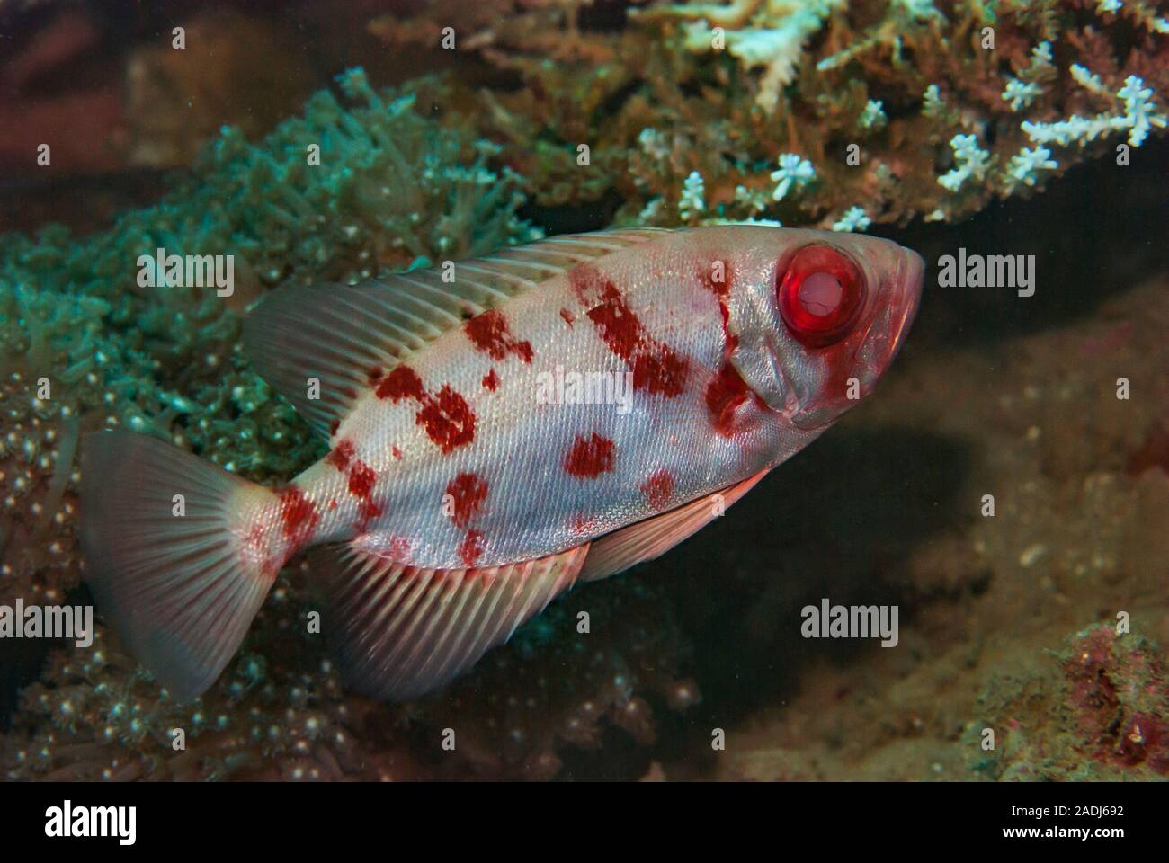 Blochs Bigeye Priacanthus blochii Stock Photo - Alamy