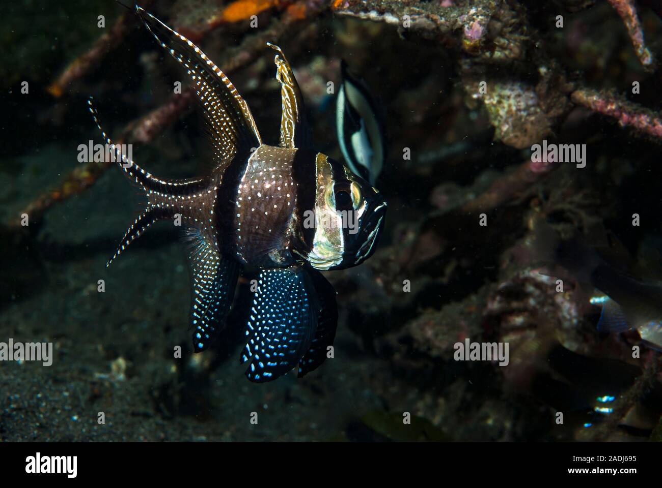 Banggai cardinalfish tank hi-res stock photography and images - Alamy