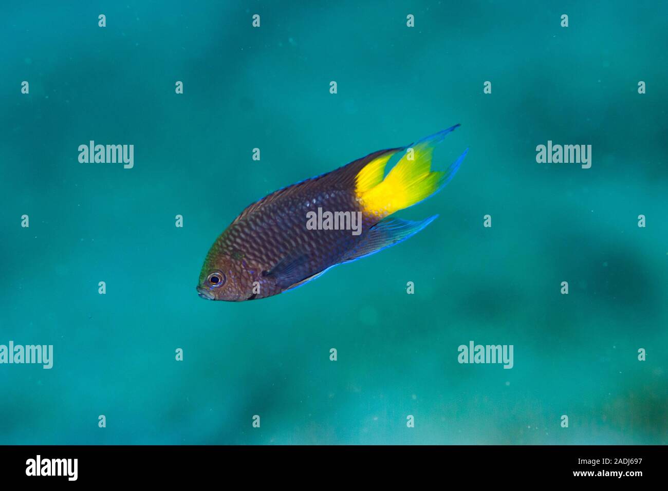 Chinese Demoiselle Neopomacentrus bankieri Stock Photo - Alamy