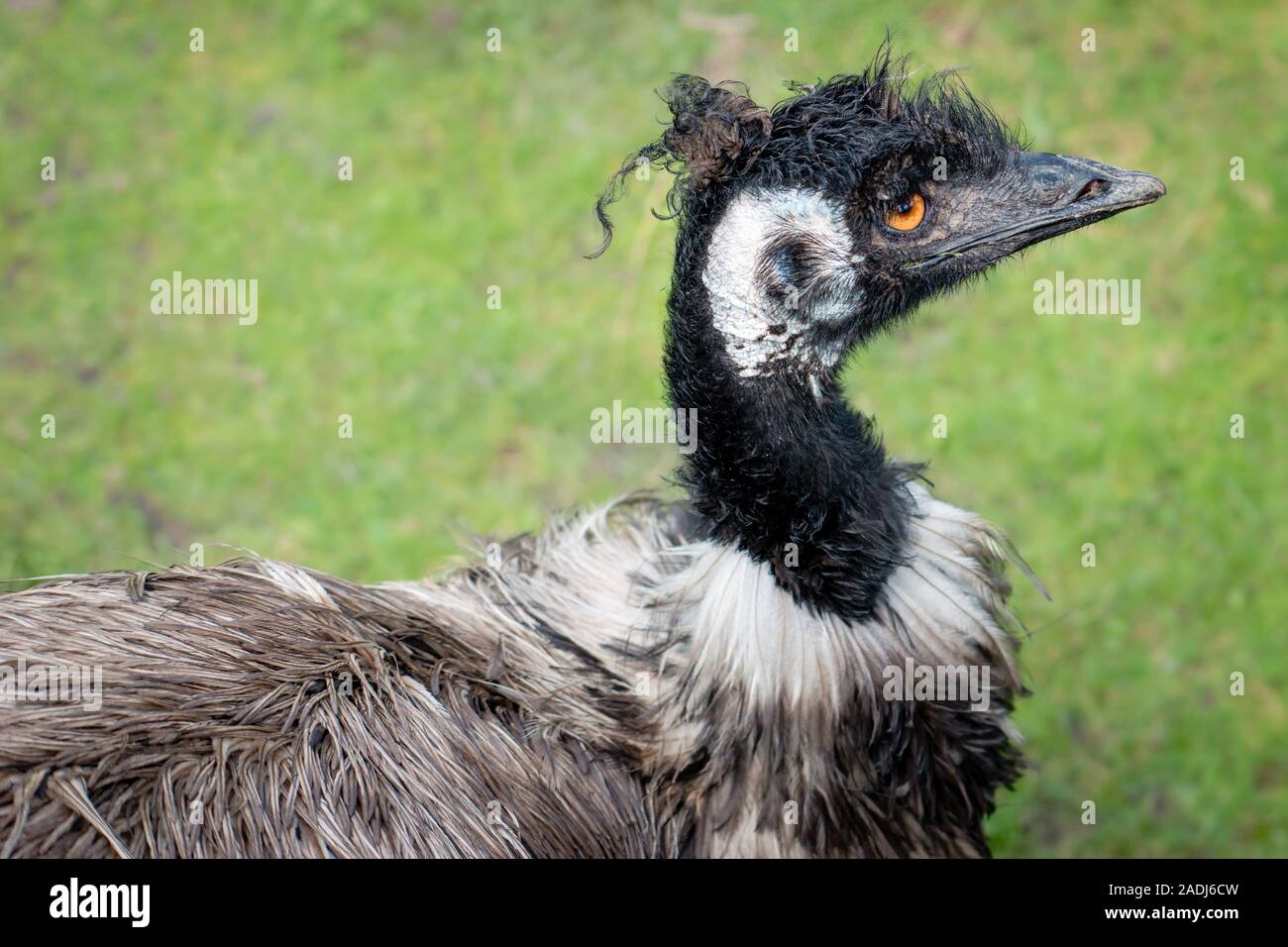The side profile and bright eye of an emu Stock Photo - Alamy