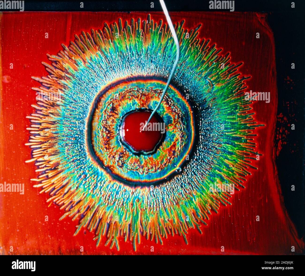 Healthy whole blood" test. Electrical field image of a blood sample in ...