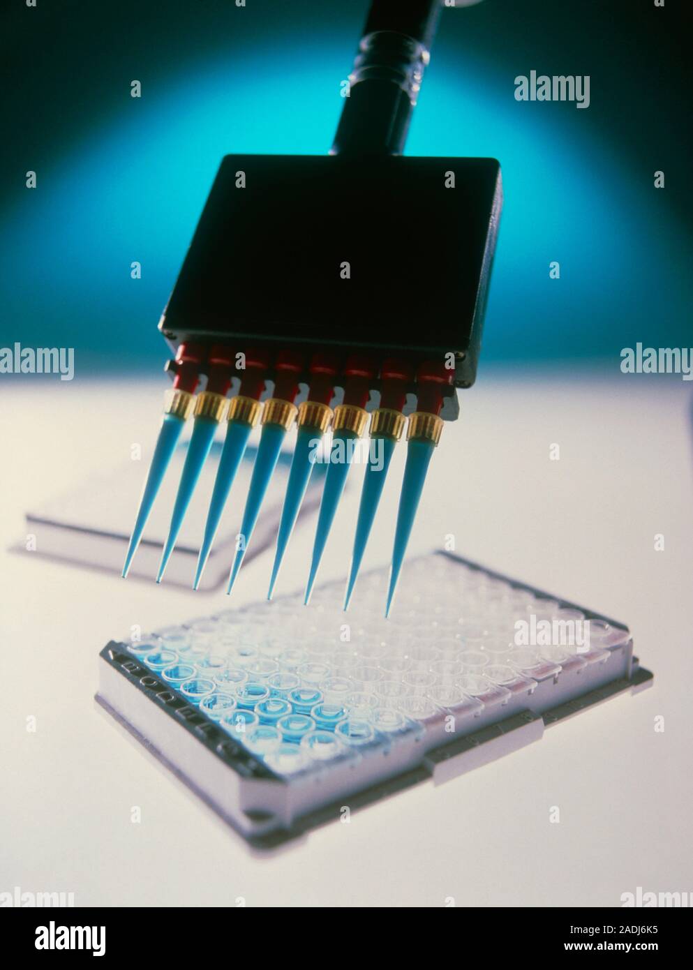 Blood test. Multi-pipette puts blood samples into a multi-well sample ...