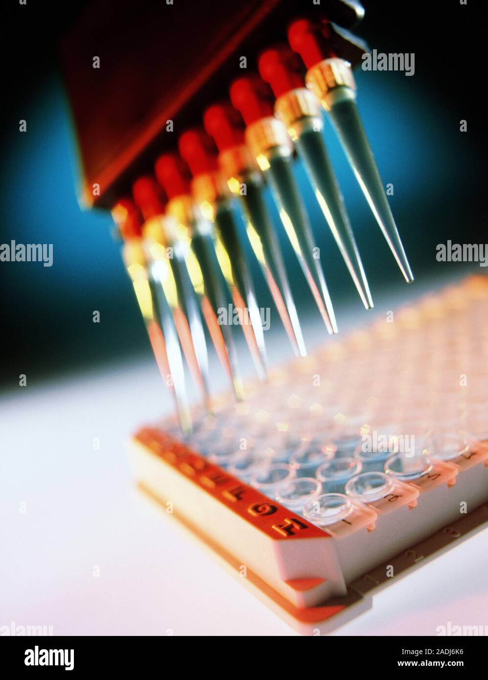 Blood test. Multi-pipette puts blood samples into a multi-well sample ...