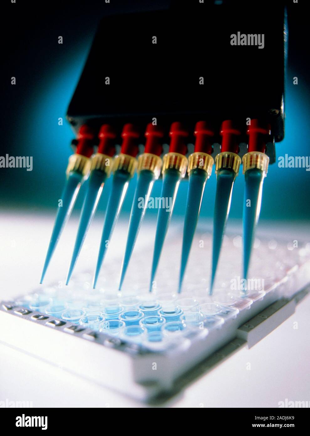 Blood test. Multi-pipette puts blood samples into a multi-well sample ...