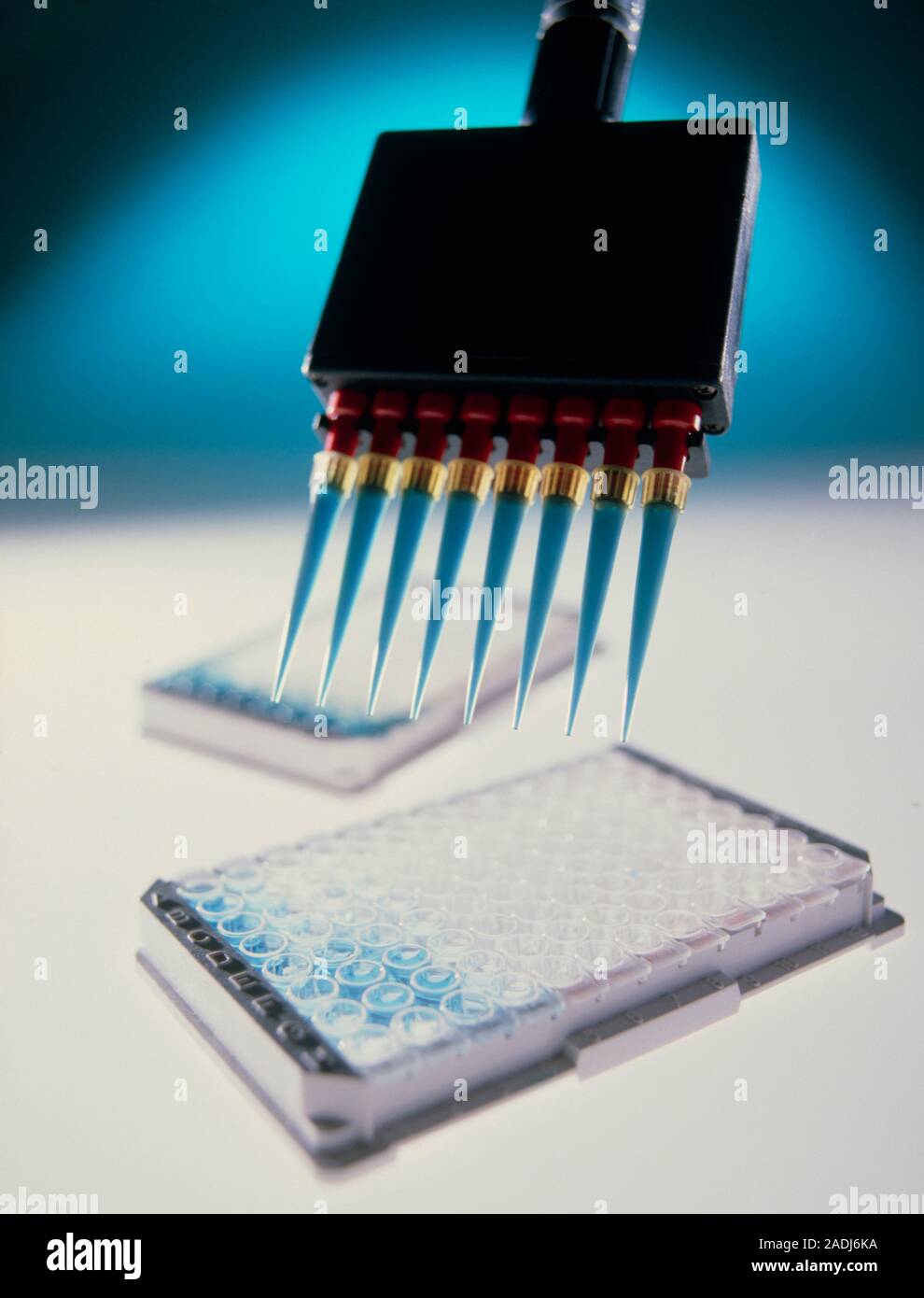 Blood test. Multi-pipette puts blood samples into a multi-well sample ...