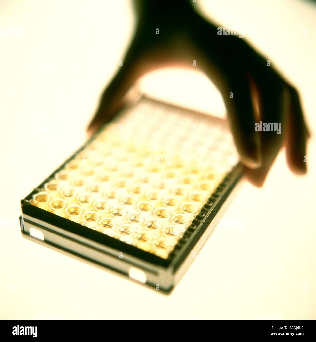 ELISA test plate. Multi-well sample tray during an enzyme-linked ...