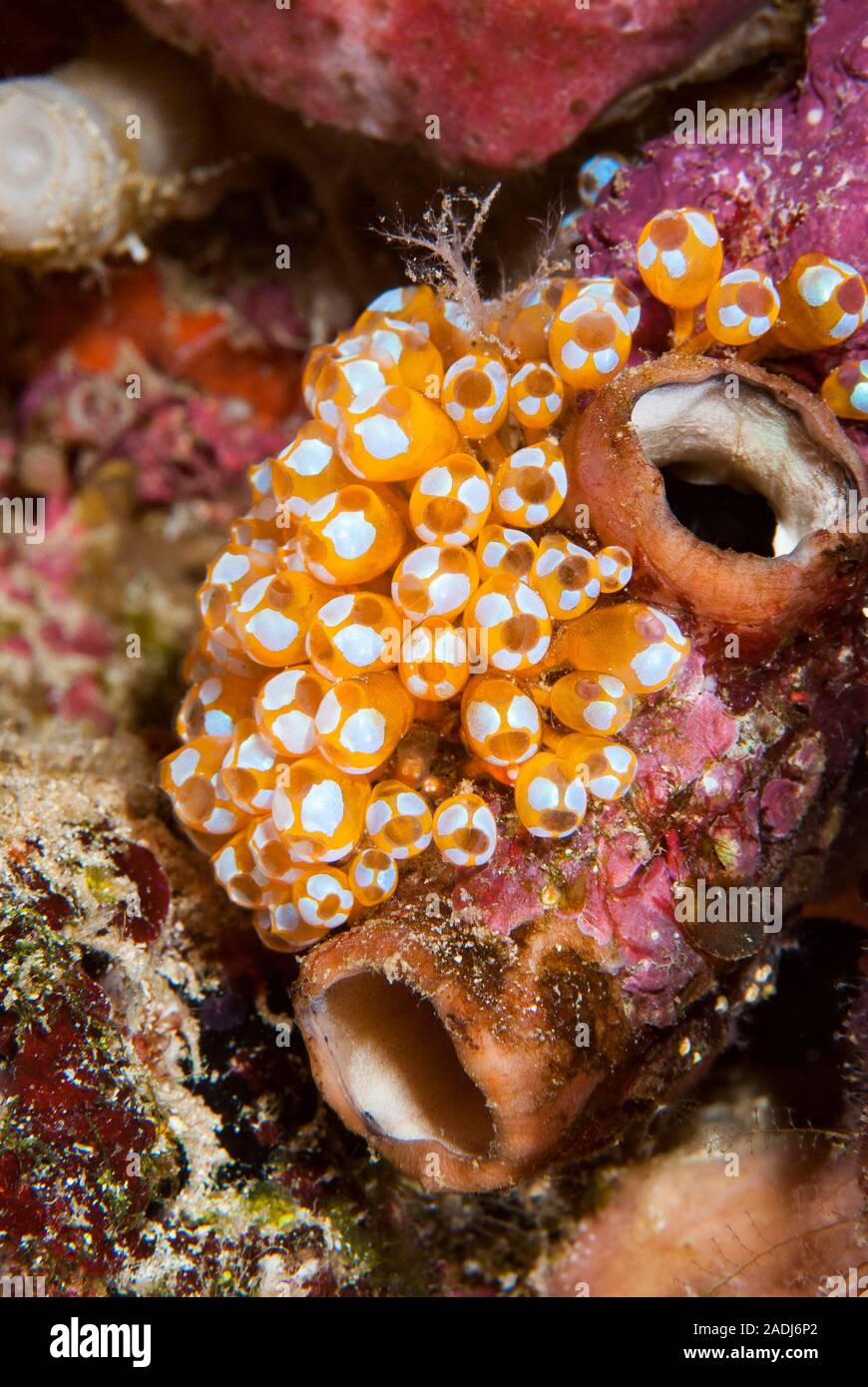 Tropical Colonial Ascidians Stock Photo - Alamy