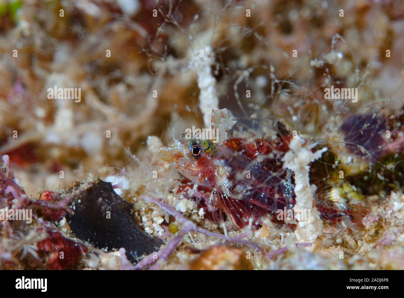 Pygmy Triplefin Enneapterygius nanus Stock Photo - Alamy