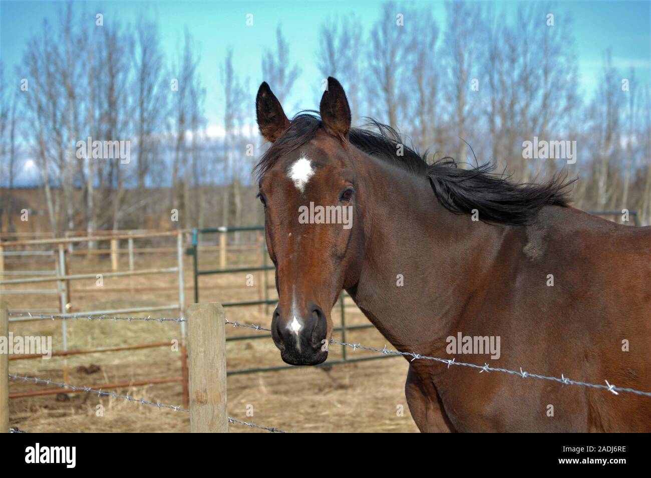Horse at Ranch fence at Split Creek Ranch Stock Photo - Alamy