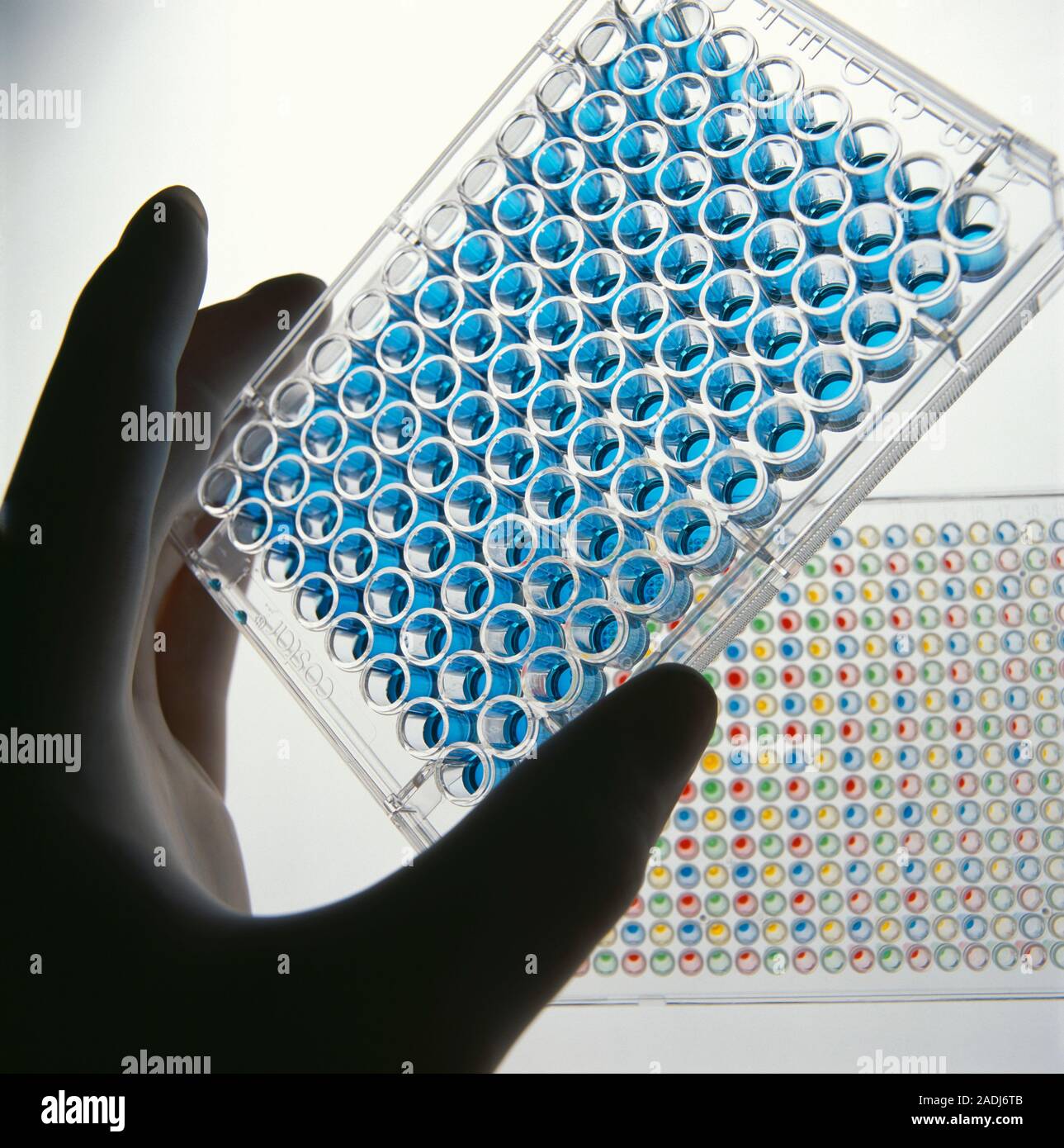 ELISA test plate. Multi-well sample tray during an enzyme-linked ...