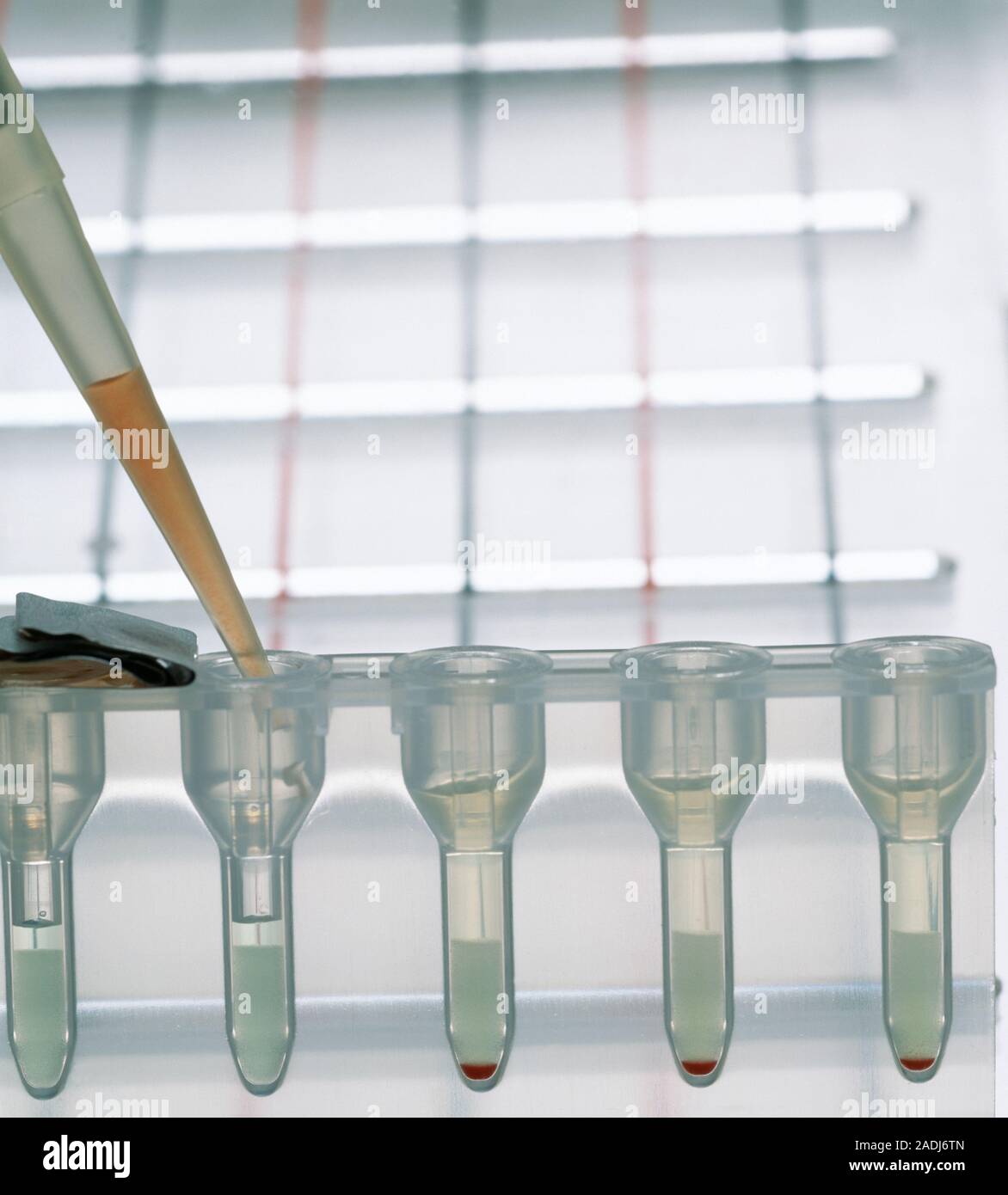Testing blood compatibility. Pipette being used to add a blood mixture ...