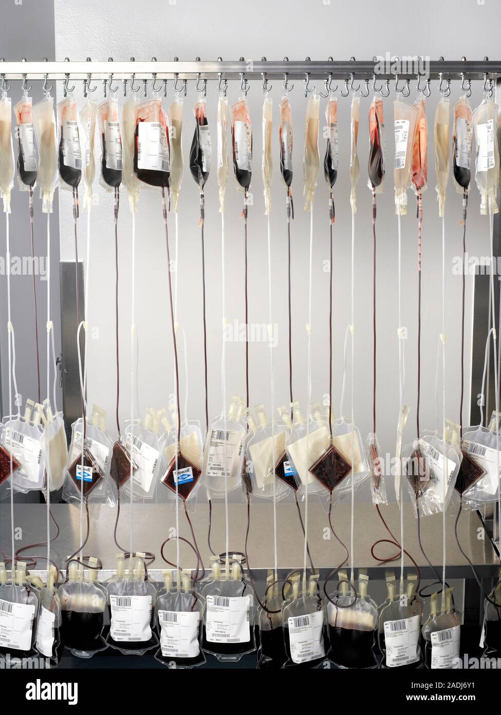 Donor blood processing. Bags of donor blood hung from a rail during ...