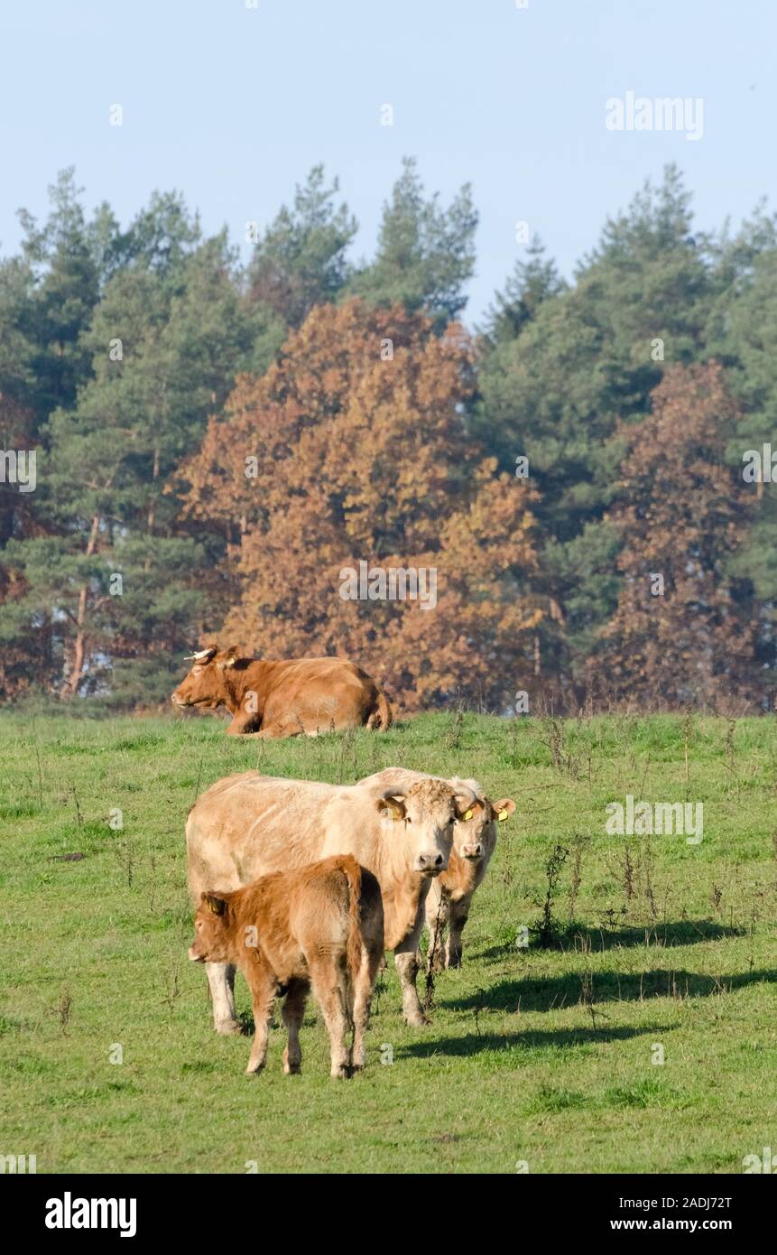 Domestic Cattle Bos High Resolution Stock Photography and Images - Alamy