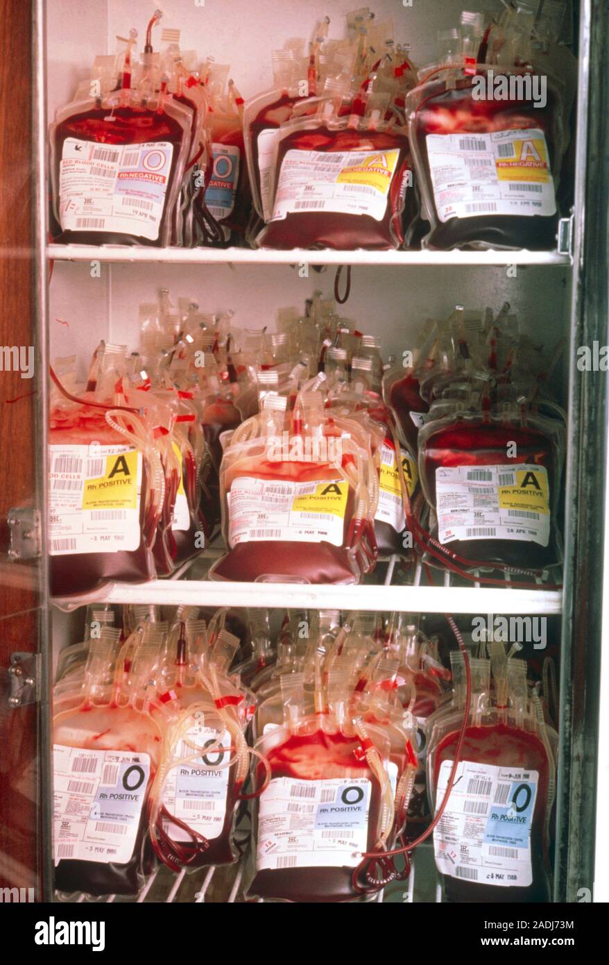 Blood bank: refrigerator containing units of cross- matched blood for ...