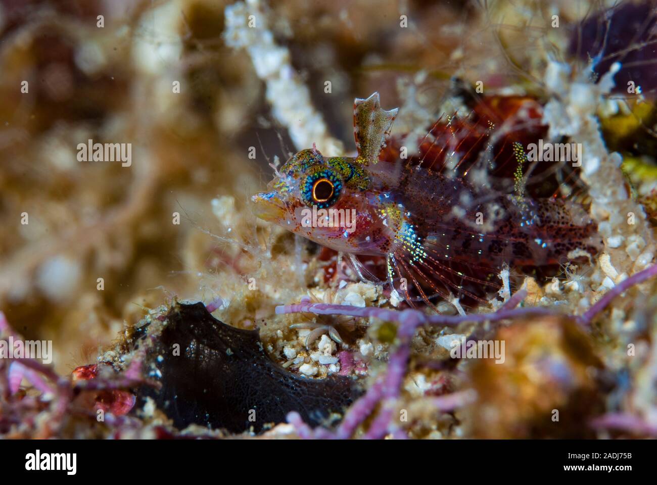 Scorpionfish behaviour hi-res stock photography and images - Alamy