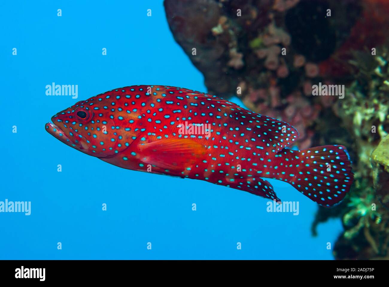 Coral Grouper Cephalopolis miniata Stock Photo - Alamy