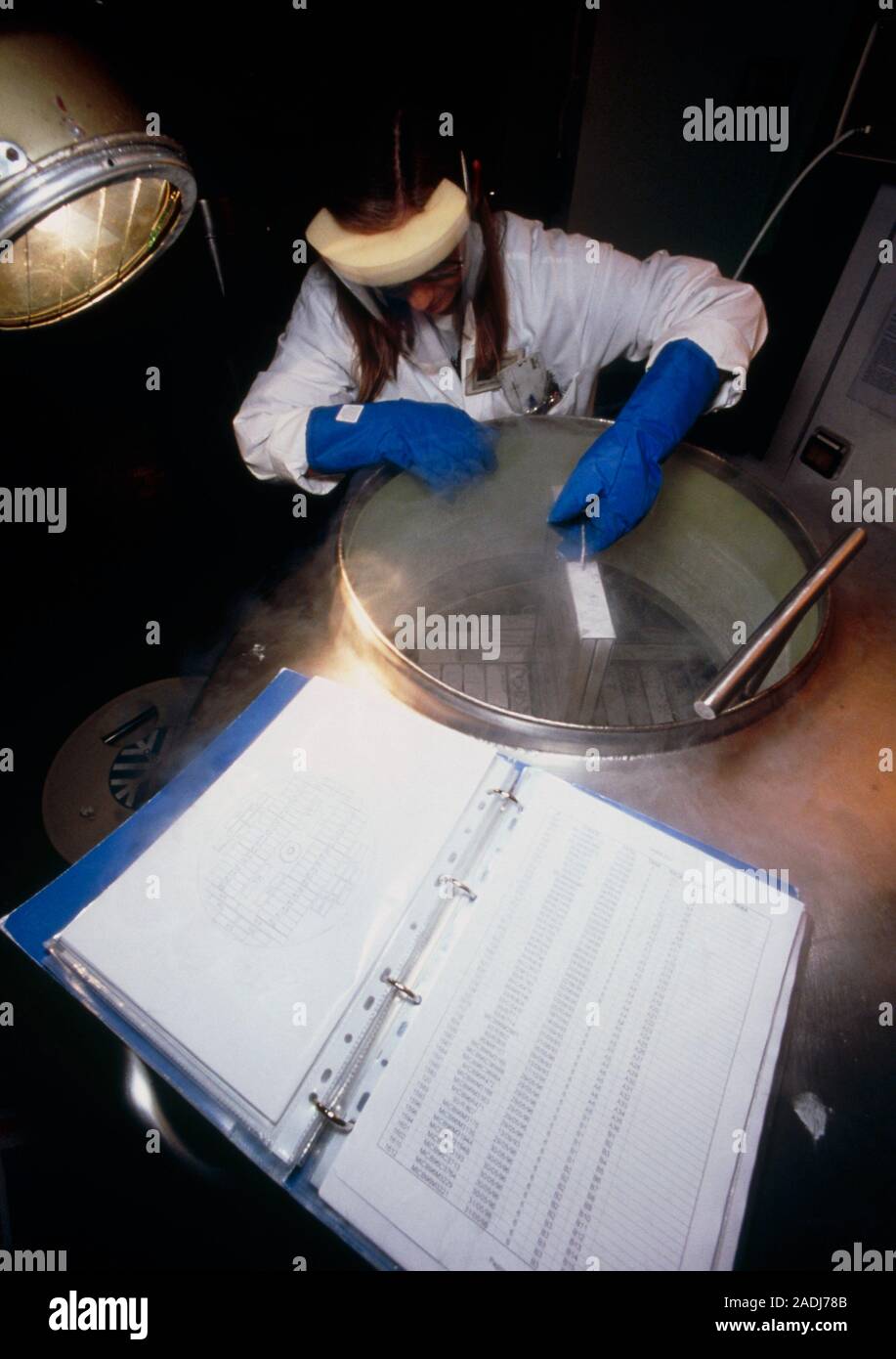 Blood bank. Technician removes a tray holding samples of frozen blood ...