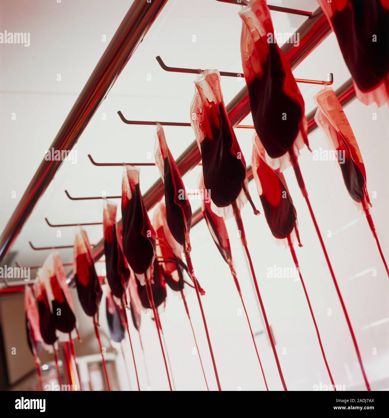 Blood processing. Bags of donated blood suspended from hooks during ...