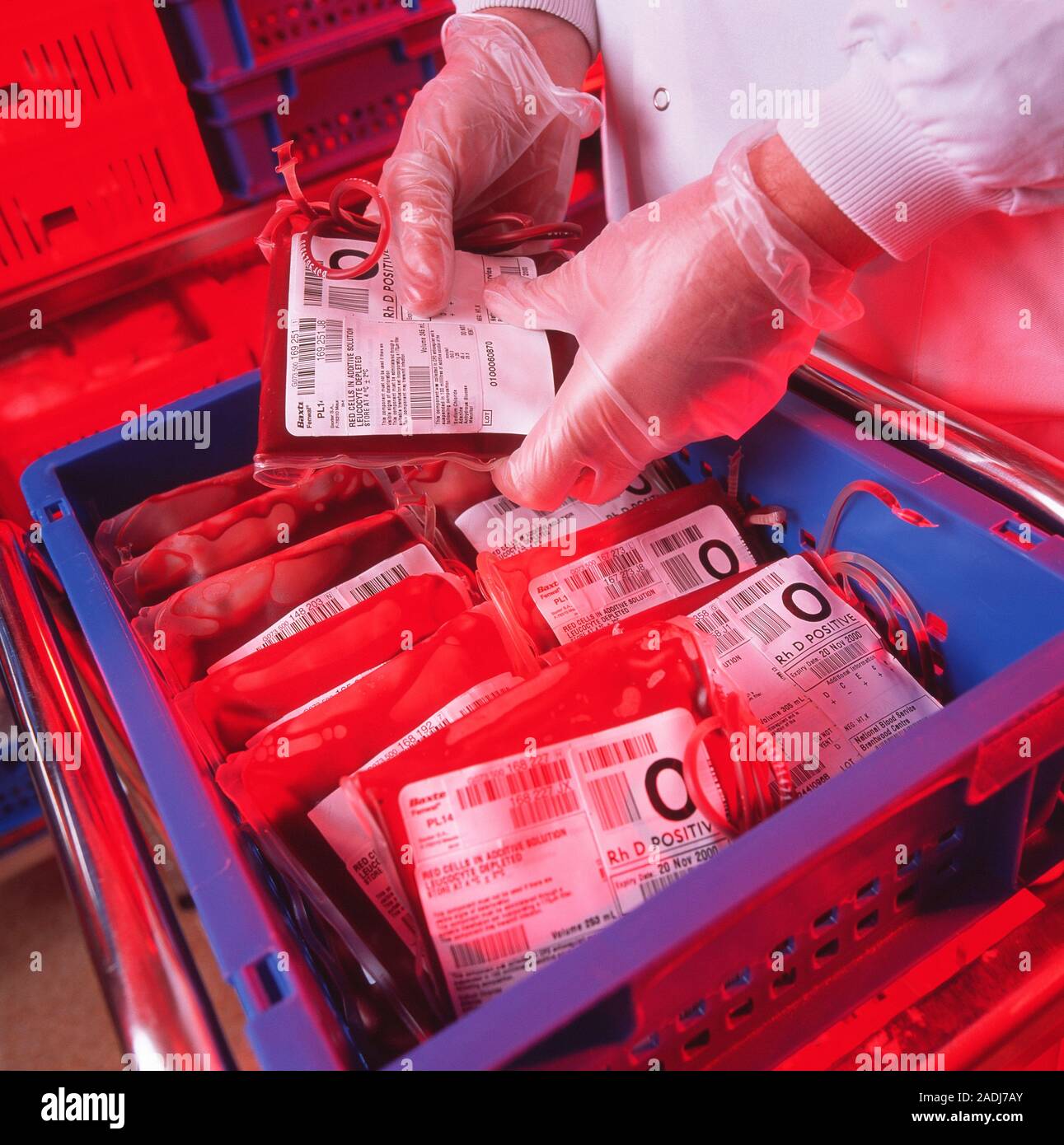Blood storage. Gloved hands packing bags of donated blood into a box ...