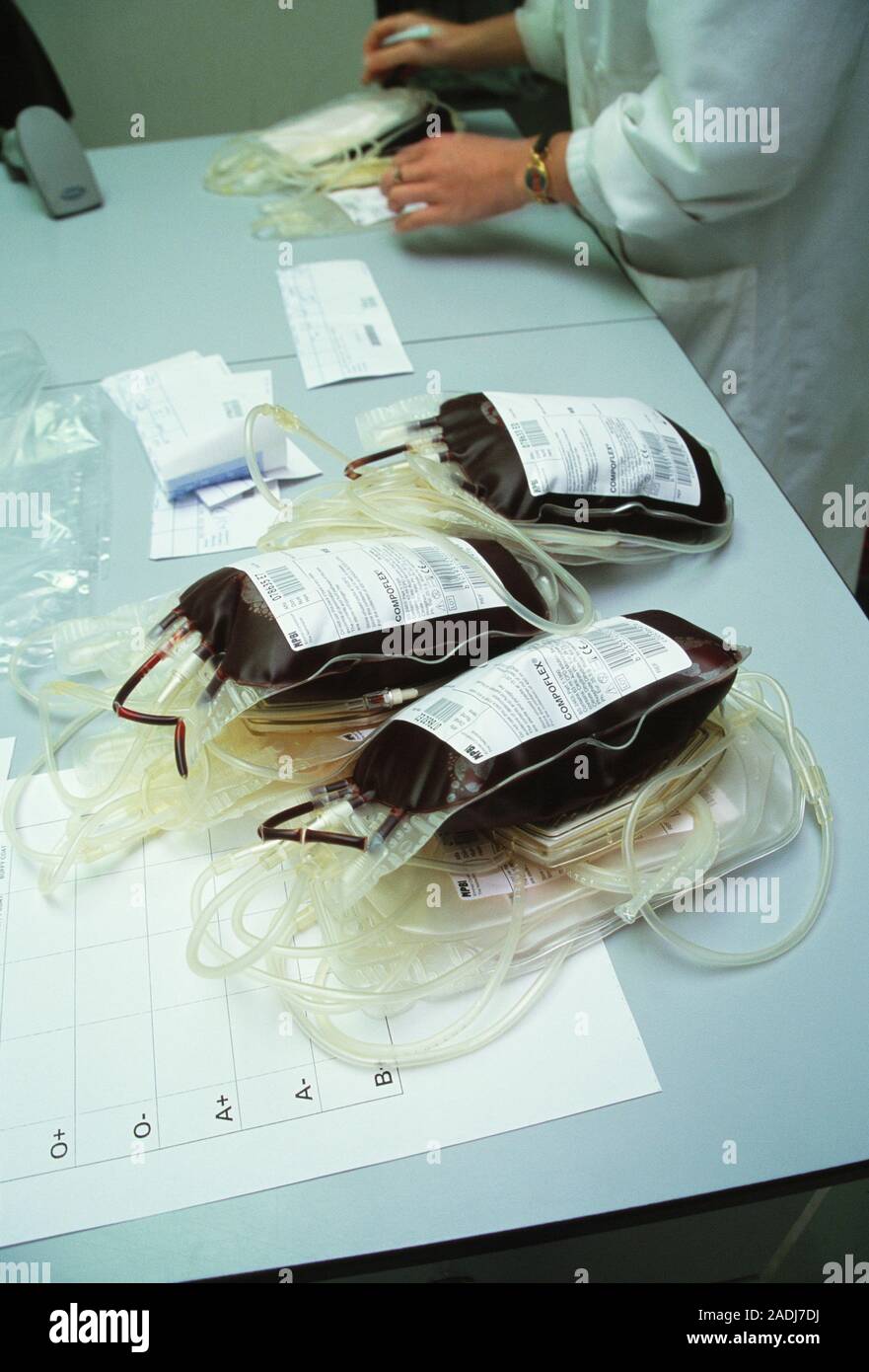 Donor blood bags. Bags of freshly donated blood being labelled with ...