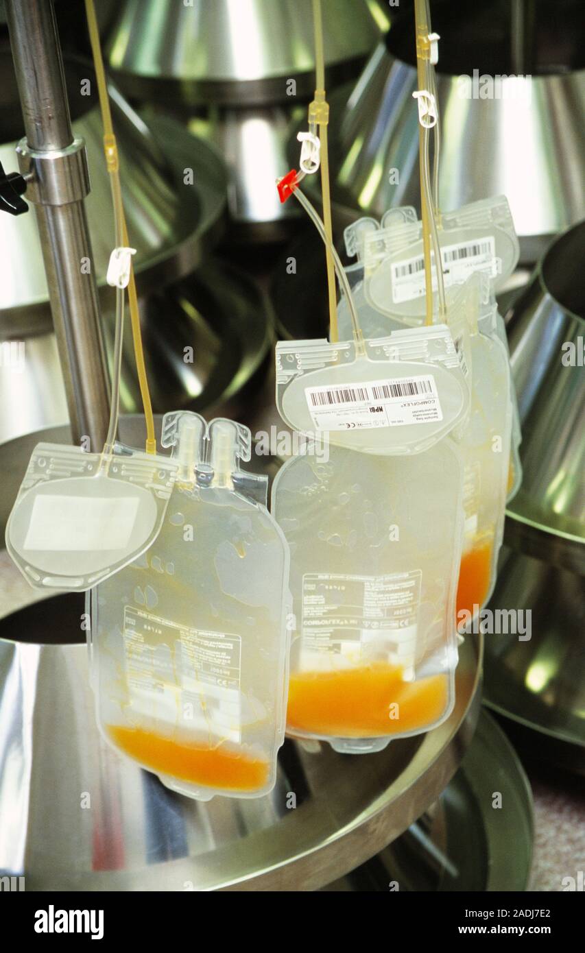 Collecting blood platelets. Bags receiving a flow of platelets ...