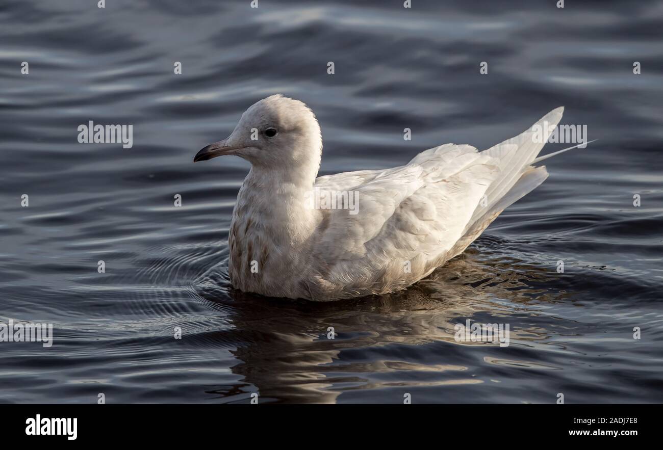 Iceland Gull Swimming Stock Photo - Alamy