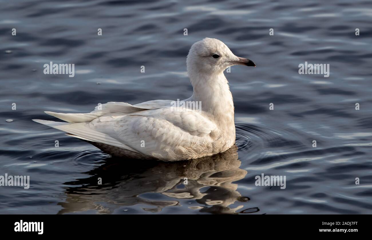 Iceland Gull Swimming Stock Photo - Alamy