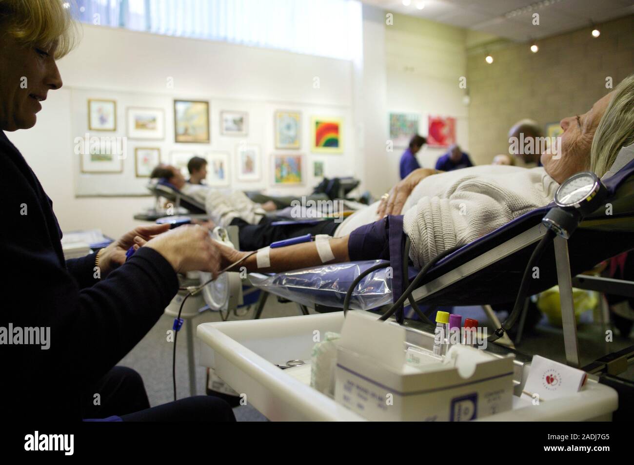 Blood donation. Blood donor with a tube inserted in her forearm to ...