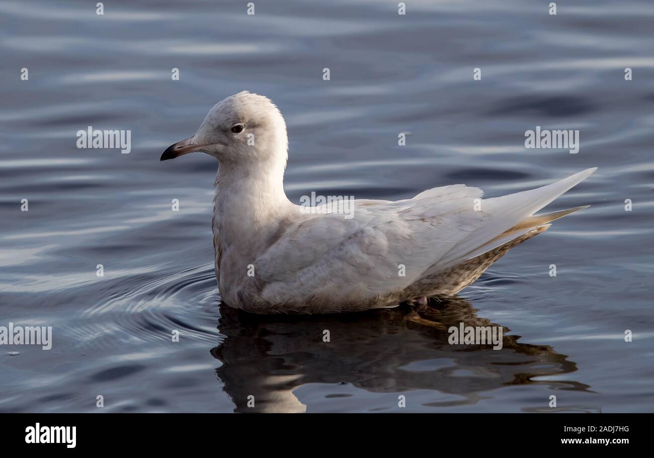 Iceland Gull Swimming Stock Photo - Alamy